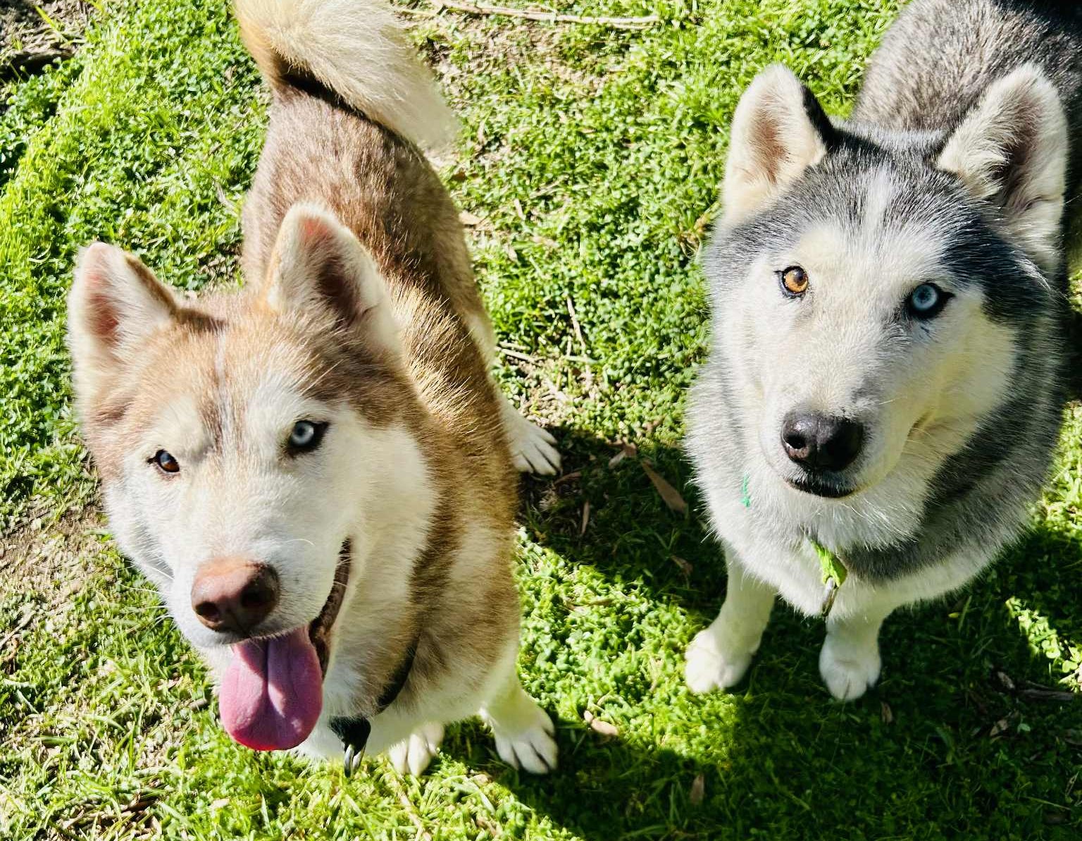 Wolverine & Koda - Arctic Rescue Victoria Inc.